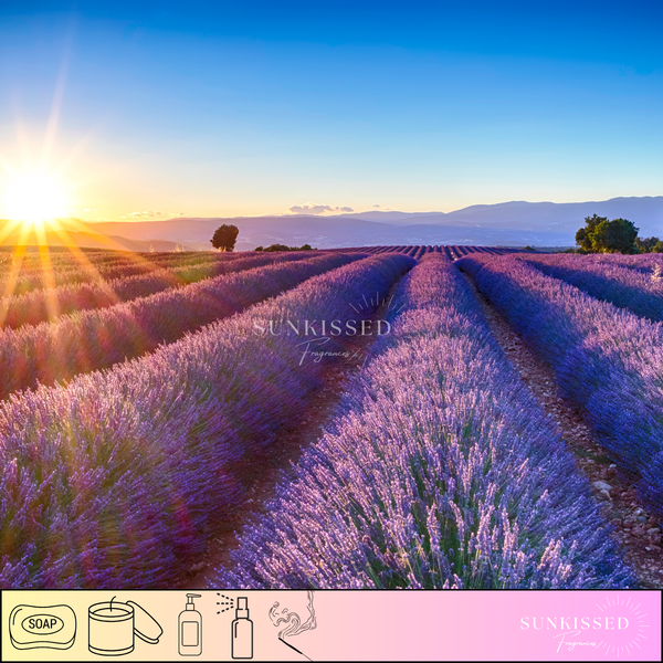 LUSH LAVENDER -Fragrance Oil – Sun Kissed Fragrances